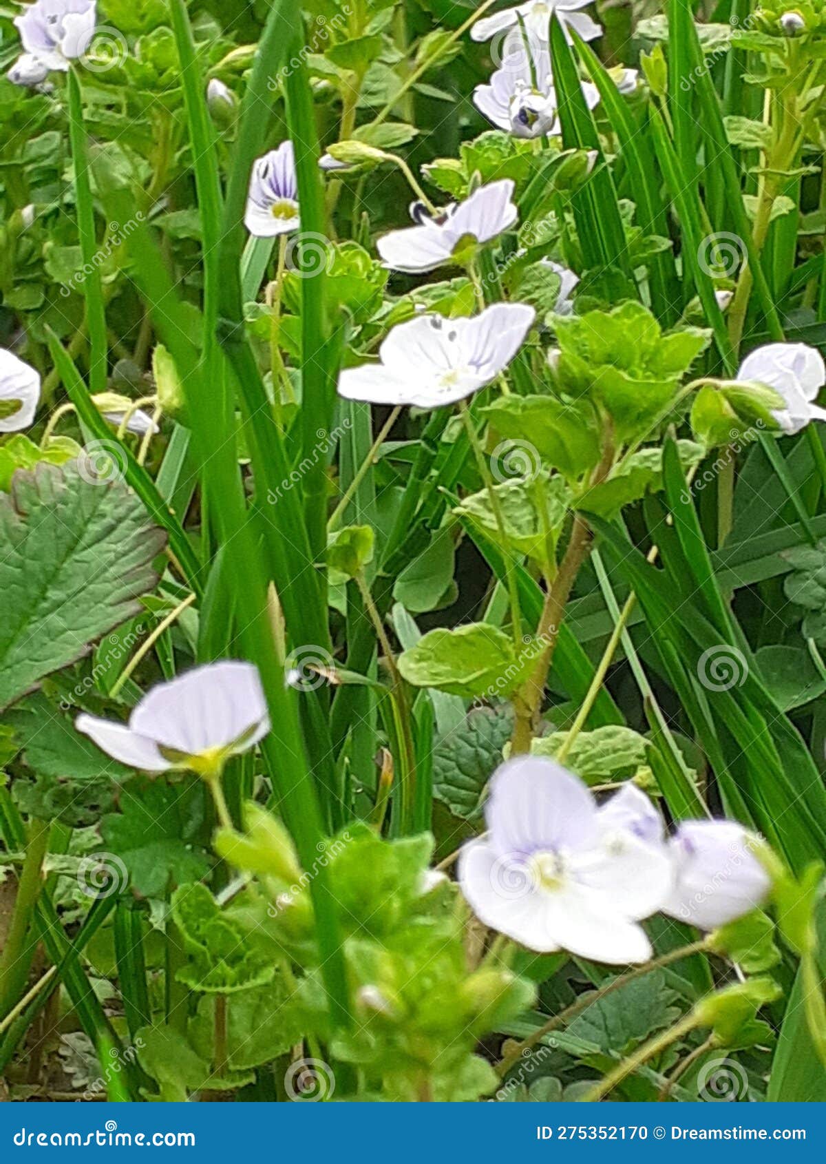 Wildflowers spring summer stock photo. Image of blossom - 275352170