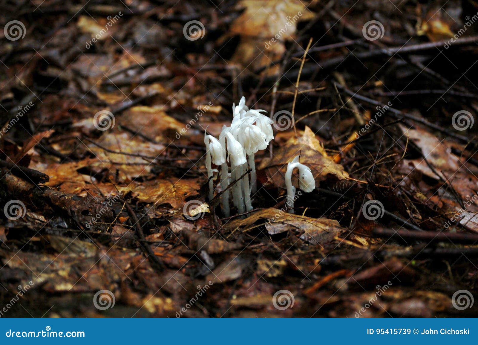 Wildflowers Sprouting stock image. Image of sprouting - 95415739