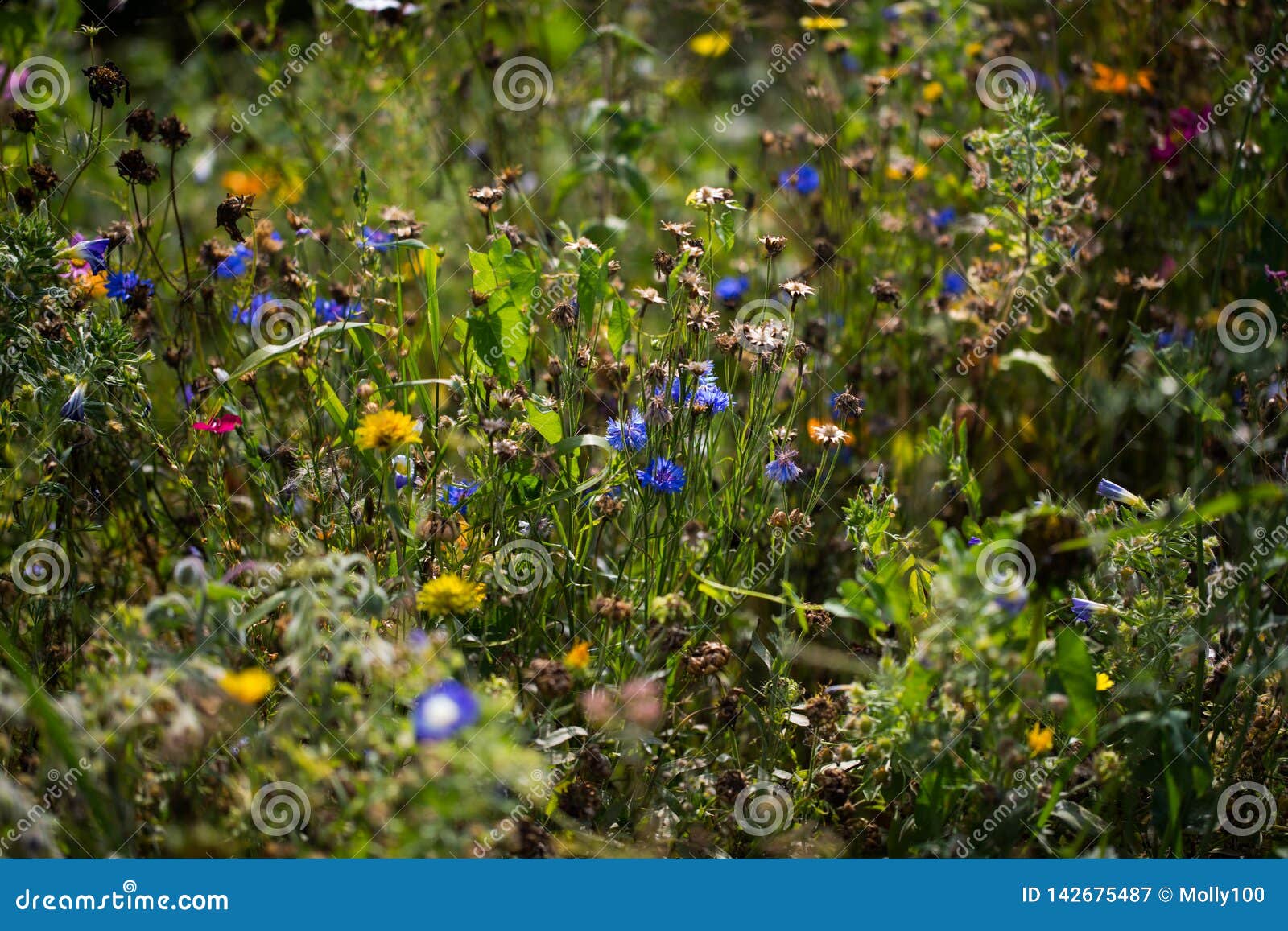 Wildflowers in Summer, Wildflowers in a Meadow Stock Image - Image of ...