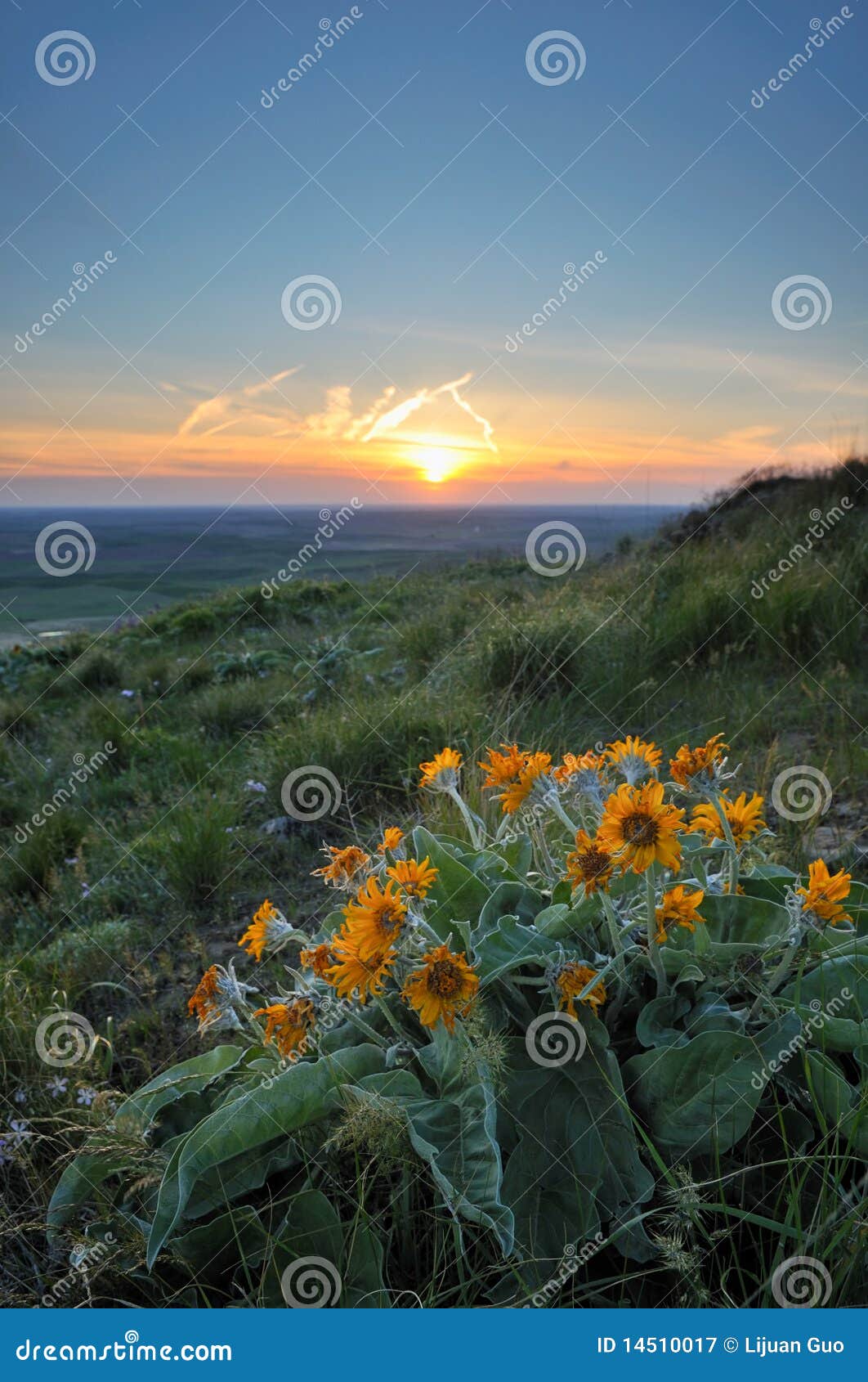 Wildflowers and sunset stock image. Image of mountain - 14510017