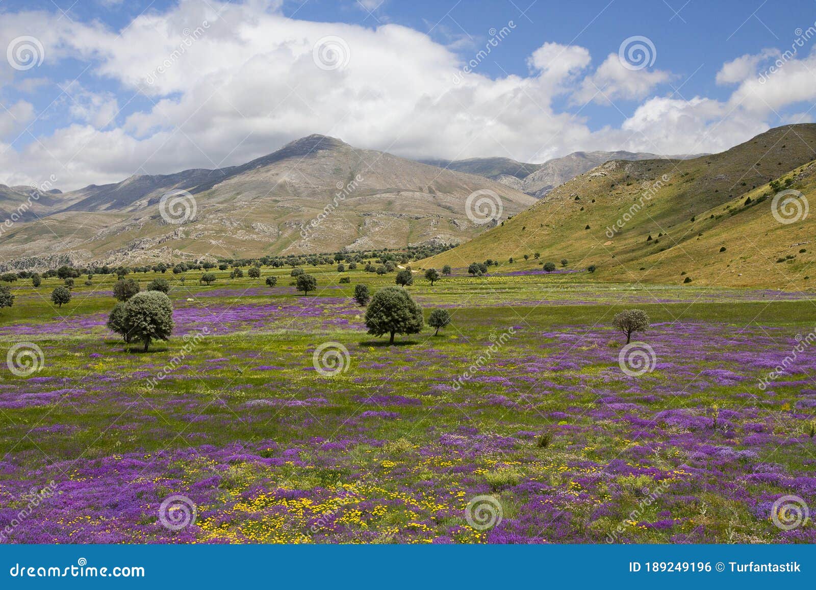 Wildflowers in Turkey stock photo. Image of chaste, floral - 189249196
