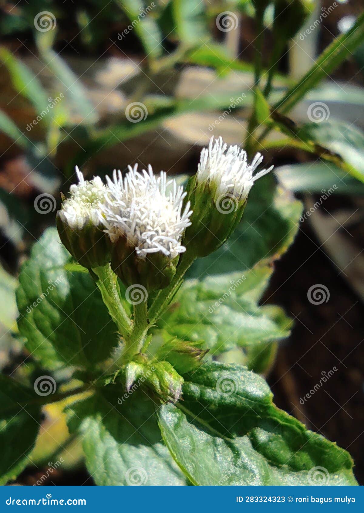 The Wildflowers are White, Striped and Profuse Stock Image - Image of ...