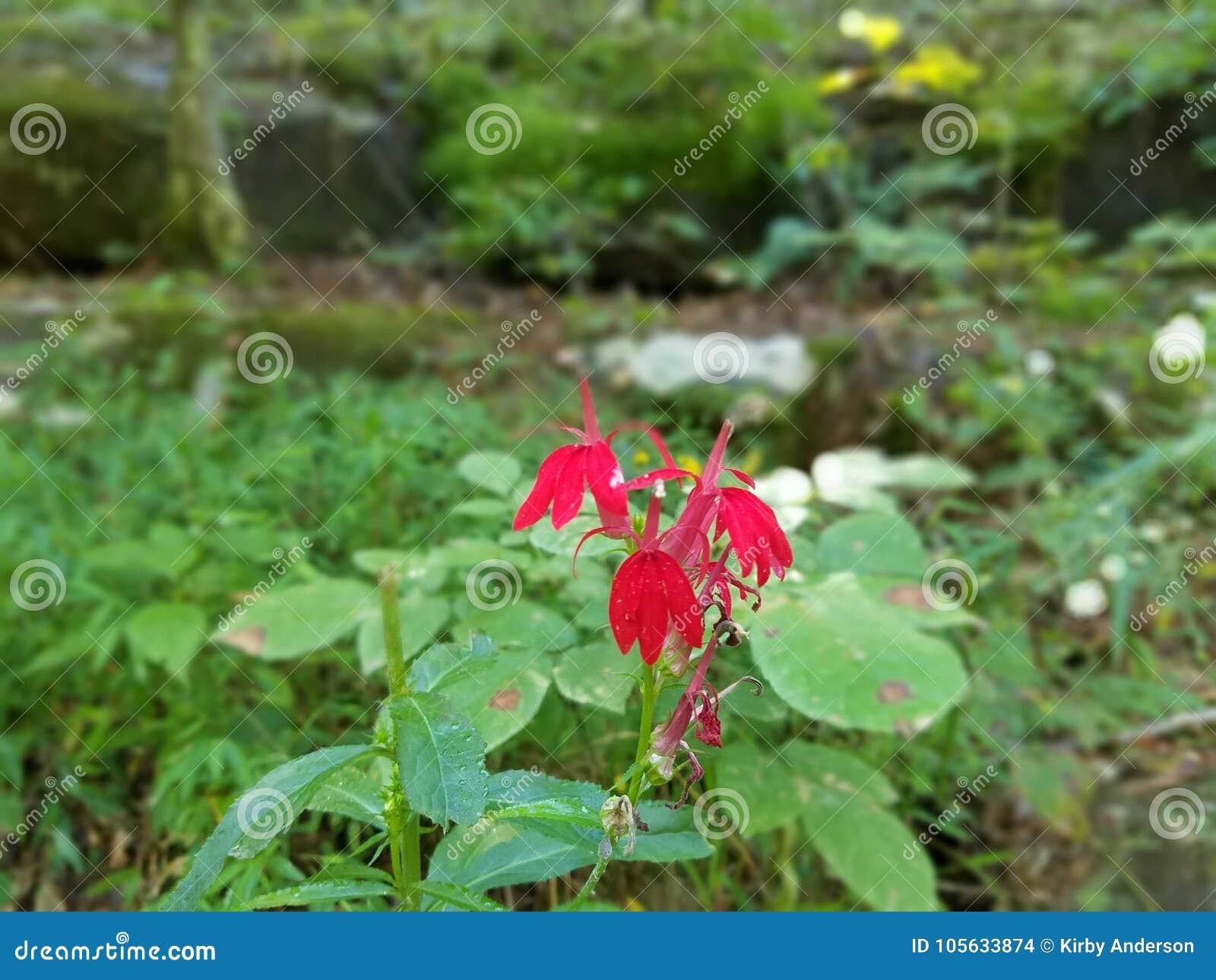 Red Small Fower Stock Photos - Free & Royalty-Free Stock Photos from ...