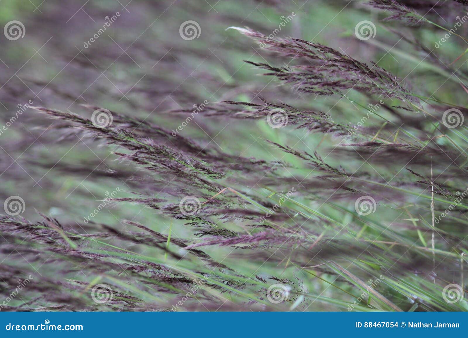 Wildgrass stock photo. Image of tree, wildgrass, phragmites - 88467054