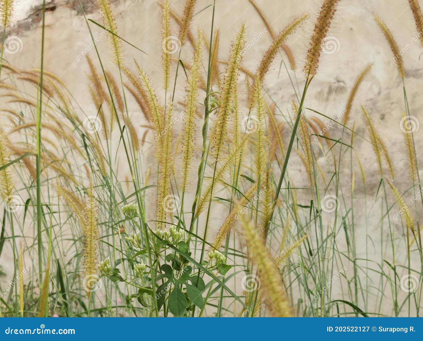 Wildgrass stock image. Image of flower, wildgrass, country - 202522127