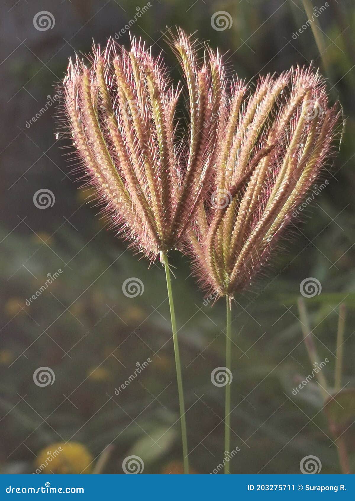 Wildgrass stock image. Image of leaf, thorns, wildflower - 203275711