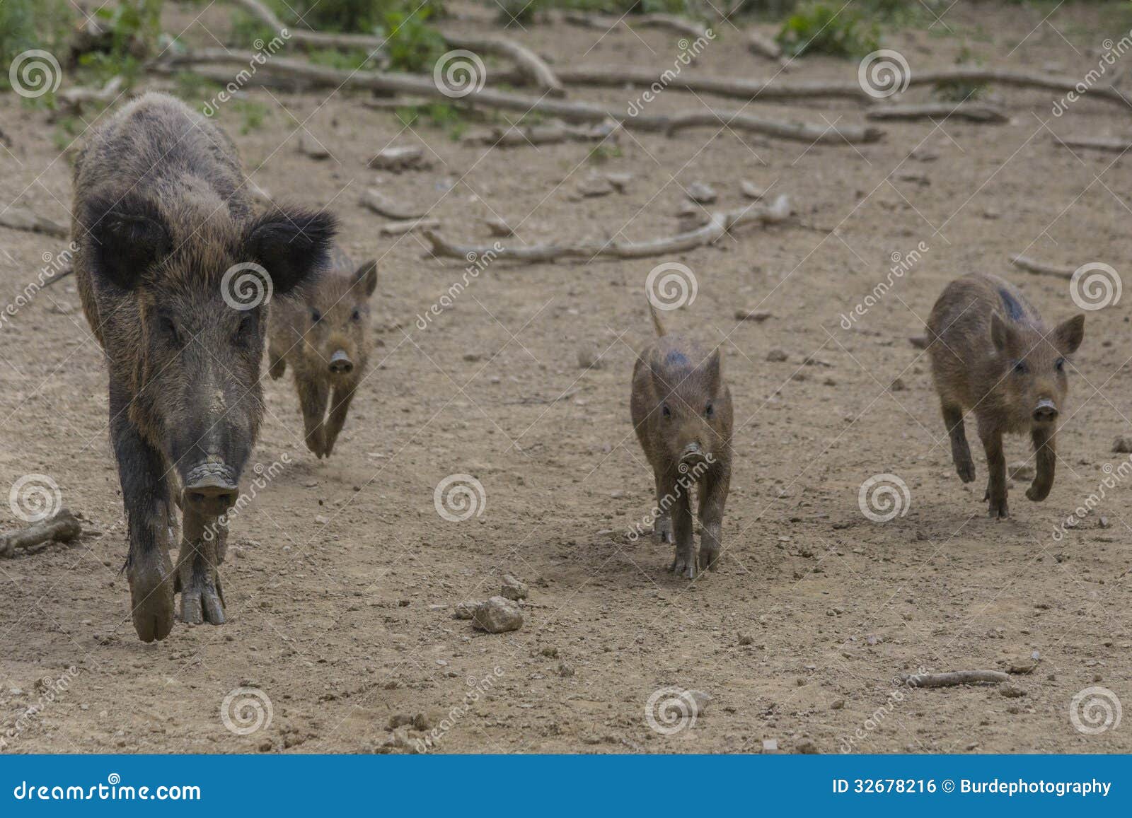 Wildhog Family stock photo. Image of enviroment, farm - 32678216