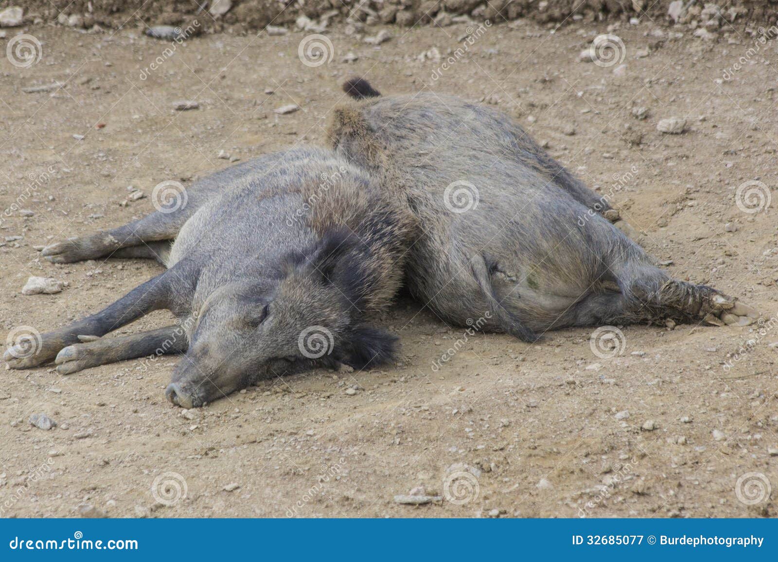 Wildhog sleeping stock image. Image of wildhog, forrest - 32685077