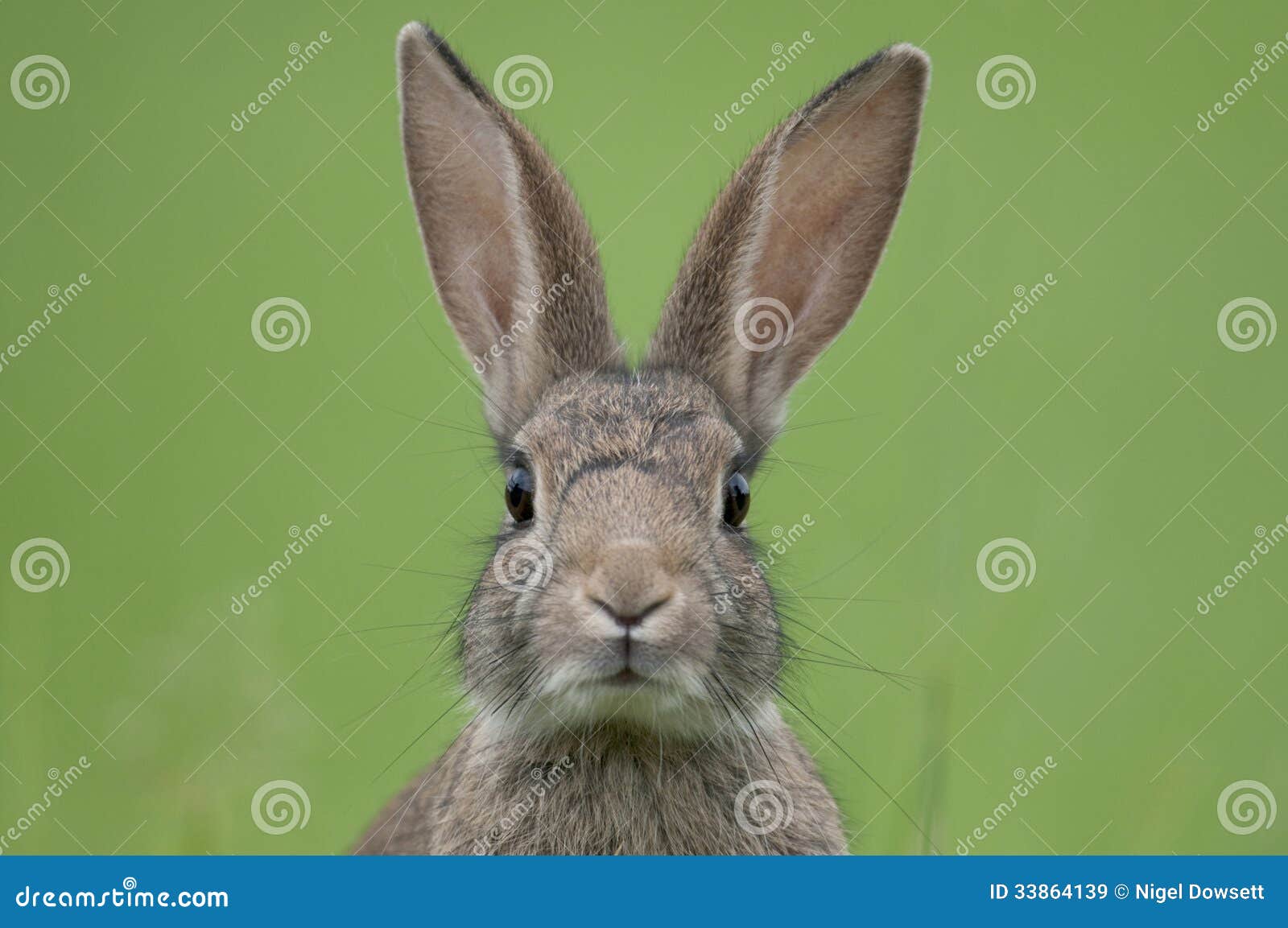 Wildkaninchen (Oryctolagus Cuniculus) Stockbild - Bild von wild, spähen ...