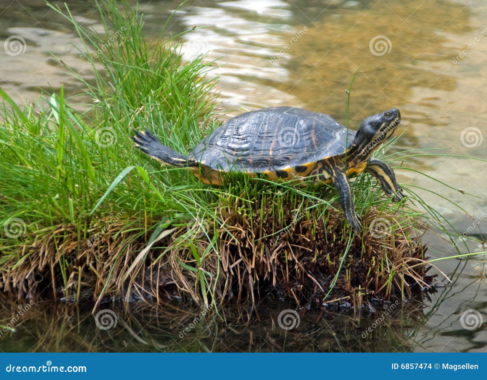 Anapsid Stock Photos - Free & Royalty-Free Stock Photos from Dreamstime