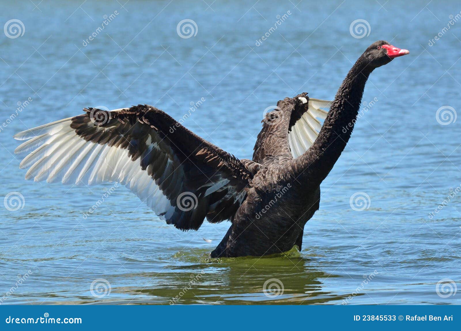 Black Swan Stock Image | CartoonDealer.com #18966001