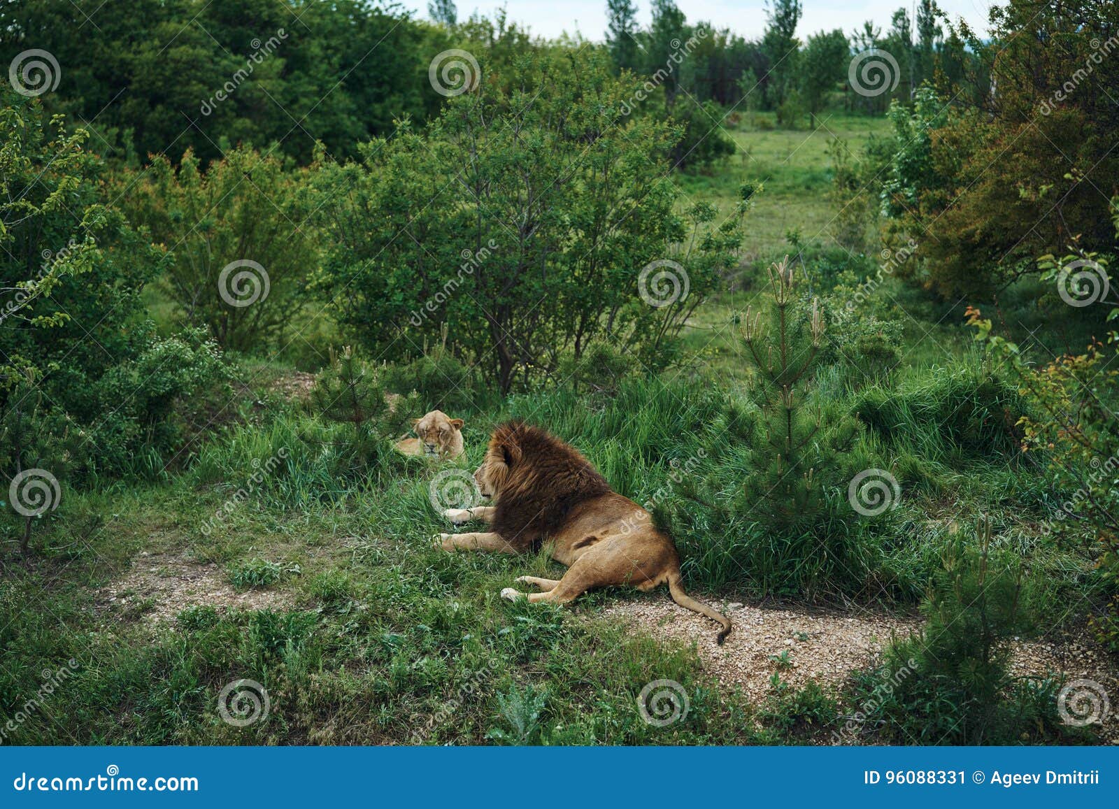 Wildlife, Animals, Lions Rest in the Grass at the Zoo Stock Image ...