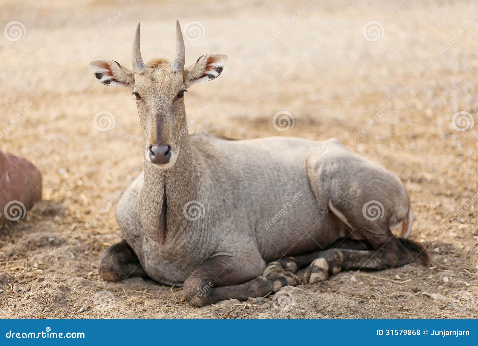 Wildlife Animals in Nature stock photo. Image of natural - 31579868