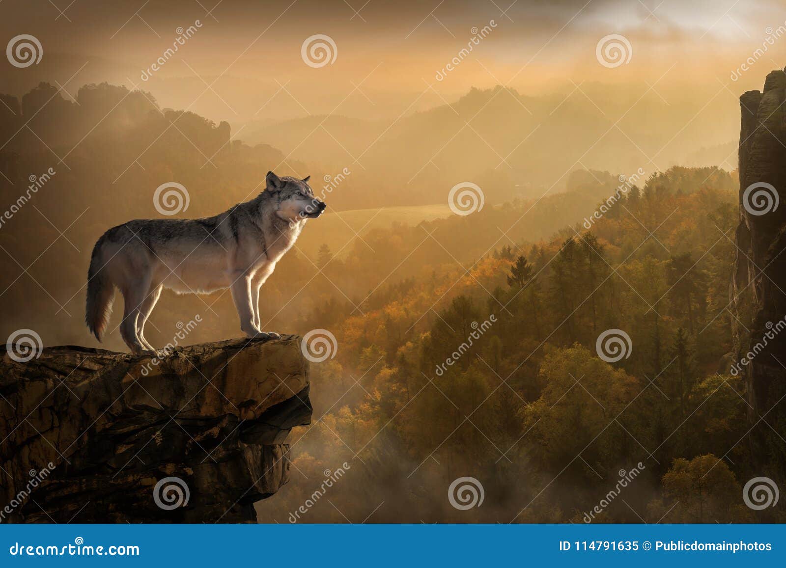 Wildlife, Atmosphere, Sky, Wolf Picture. Image: 114791635