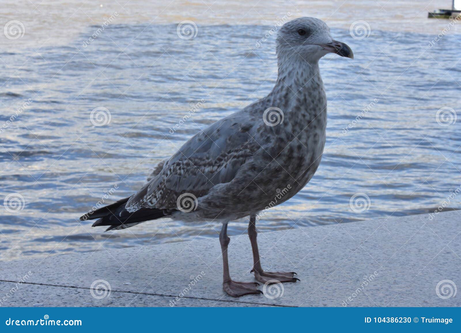 Wildlife stock photo. Image of wildlife, animal, gull - 104386230