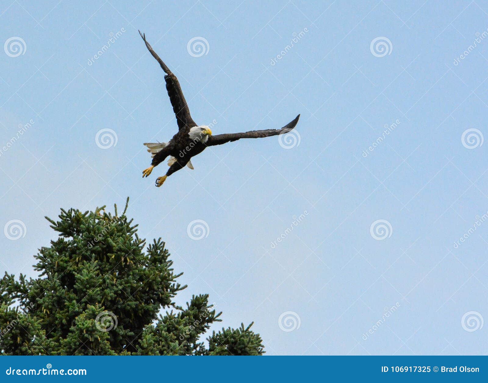 Eagle Flying High in the Sky with Wings Spread Stock Image - Image of ...