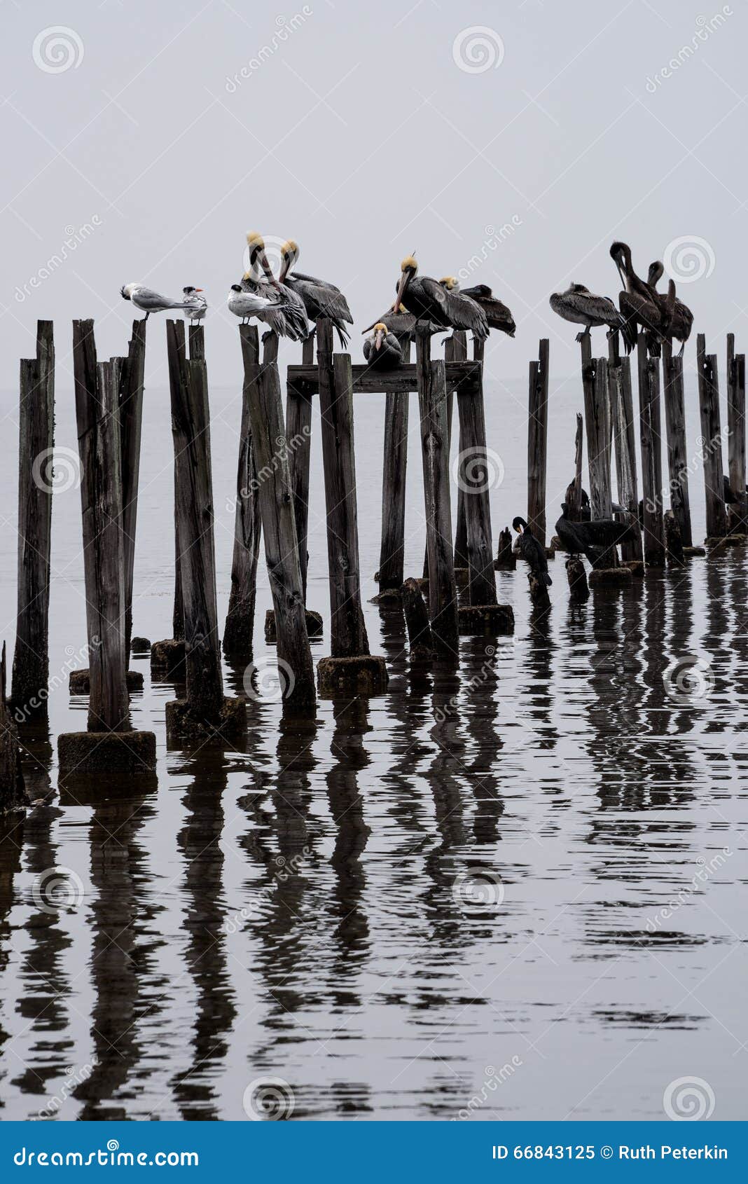 Wildlife Birds on Posts stock image. Image of florida - 66843125