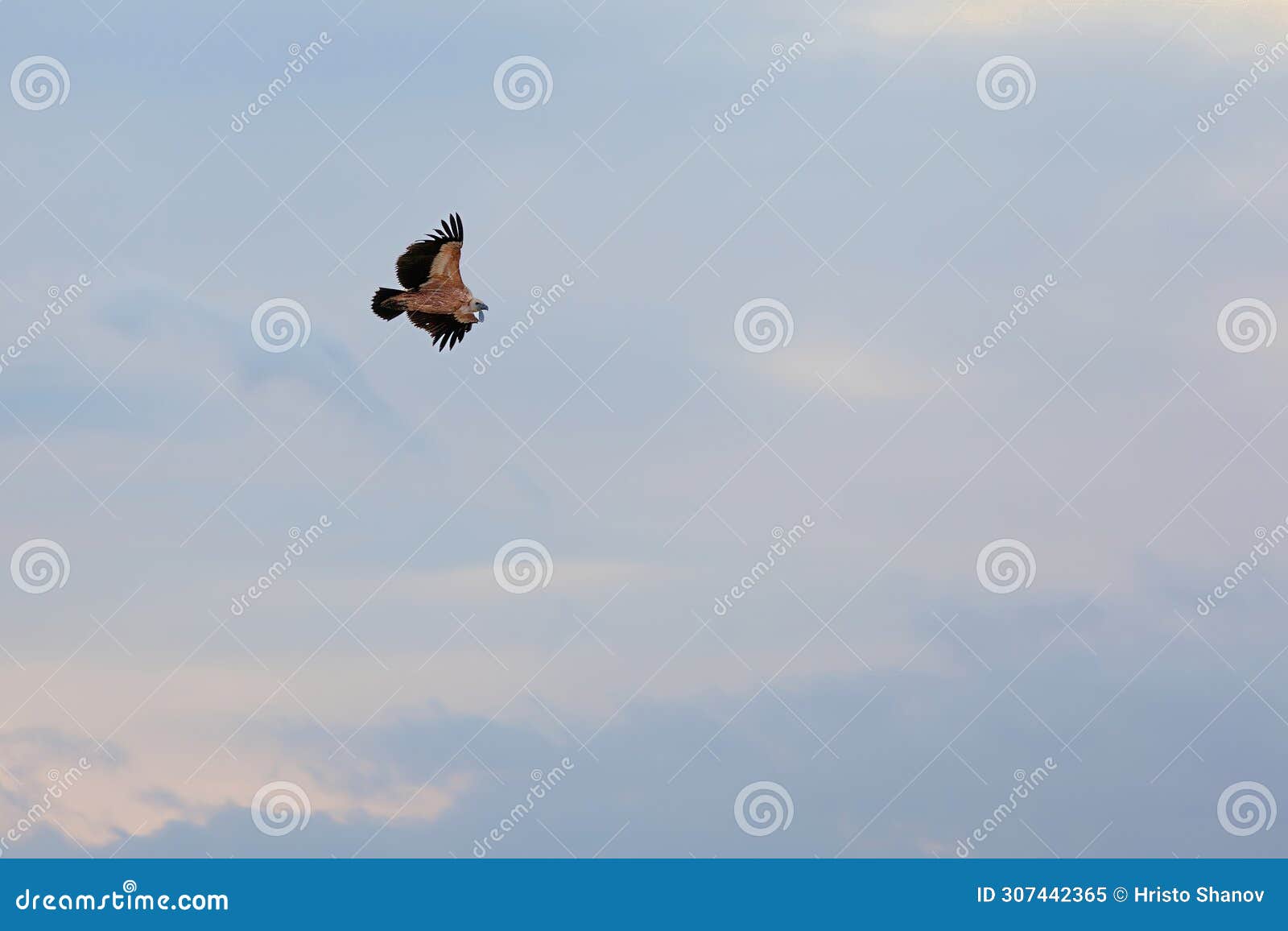 Wildlife Birds, Vulture in the Sky Stock Image - Image of view, high ...
