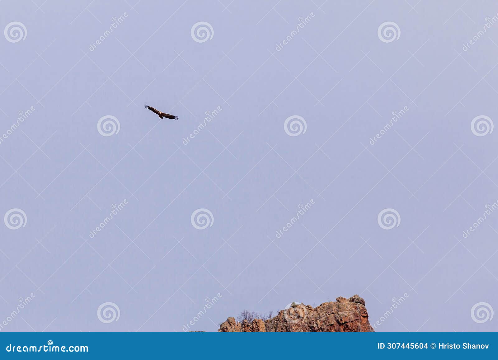 Wildlife Birds, Vulture in the Sky Stock Photo - Image of background ...