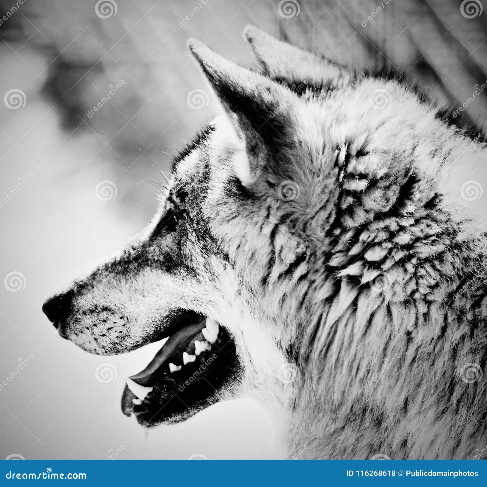 Wildlife, Black And White, Face, Wolf Picture. Image: 116268618