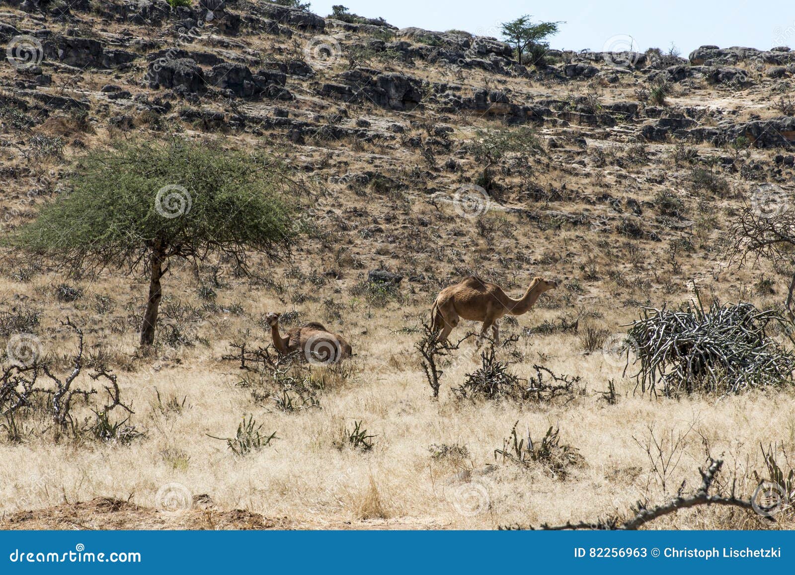 Oman, Salalah, The Beach, Cuttlefish Bone Giant Royalty-Free Stock ...