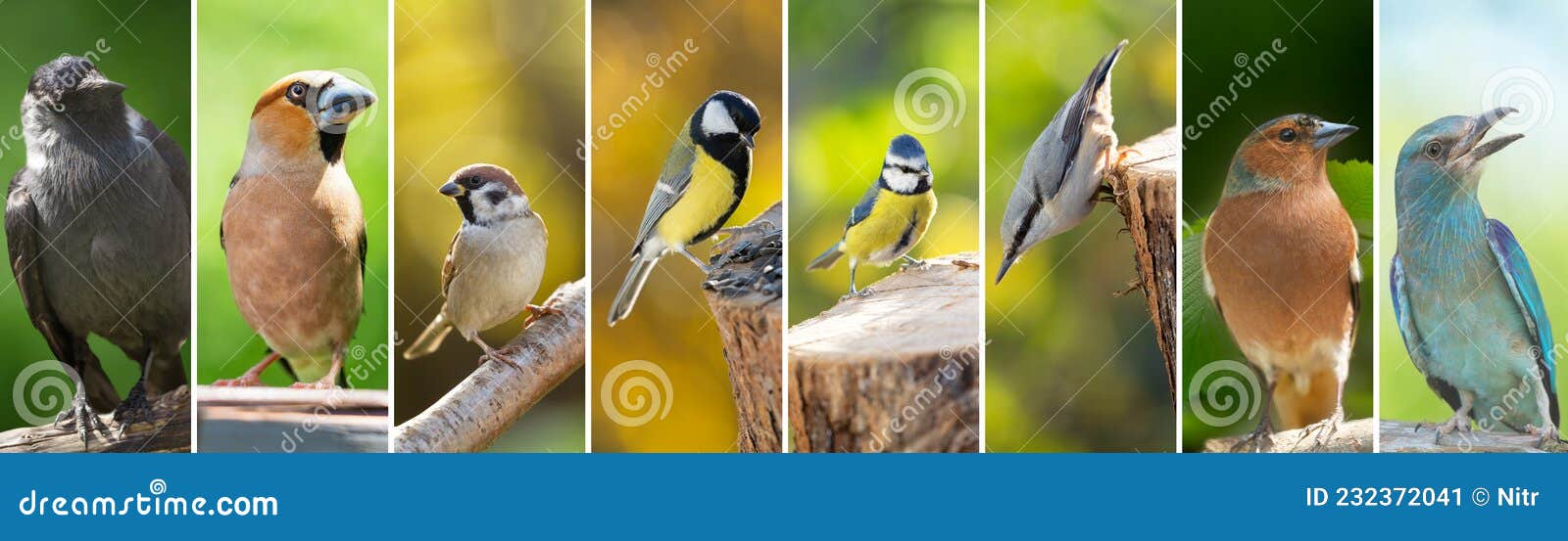 Collage of various birds stock image. Image of nature - 232372041