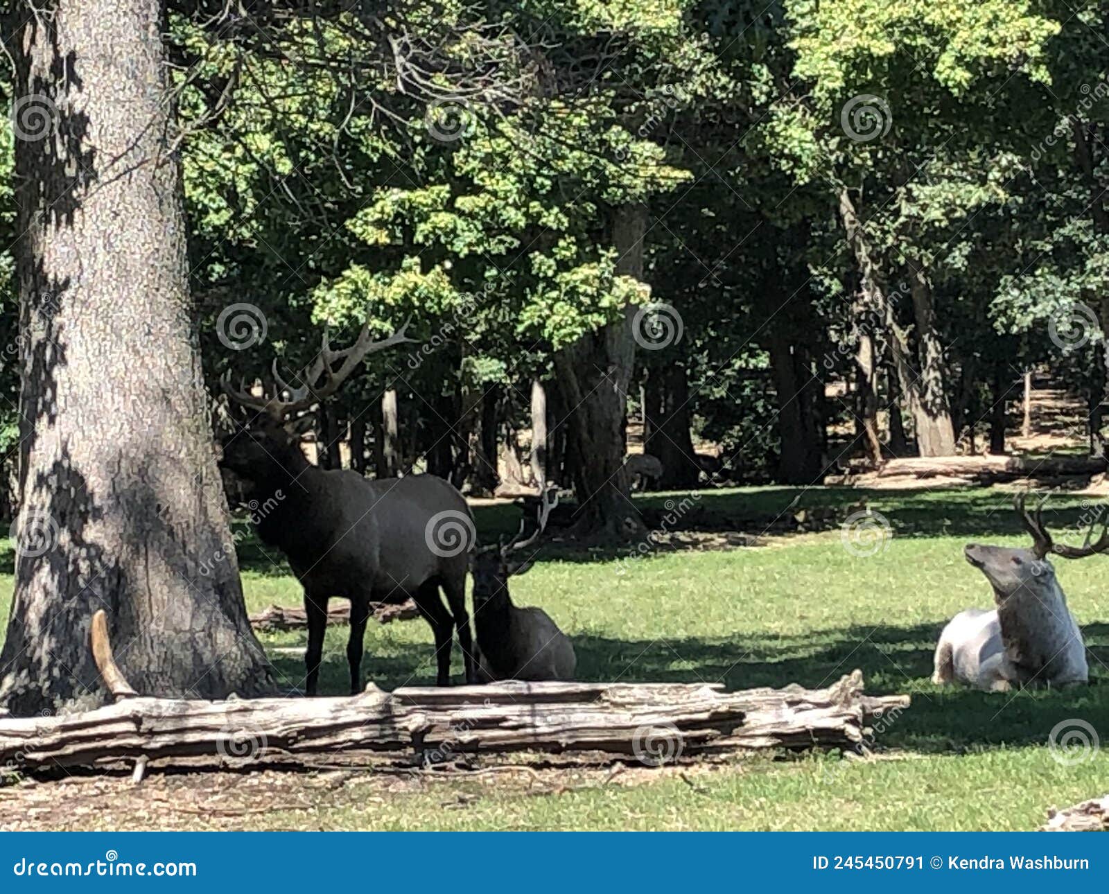 Wildlife and zoos stock image. Image of scenery, outdoor - 245450791