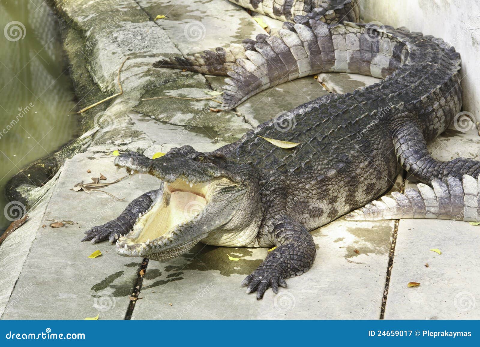 Wildlife crocodile stock image. Image of nile, river - 24659017