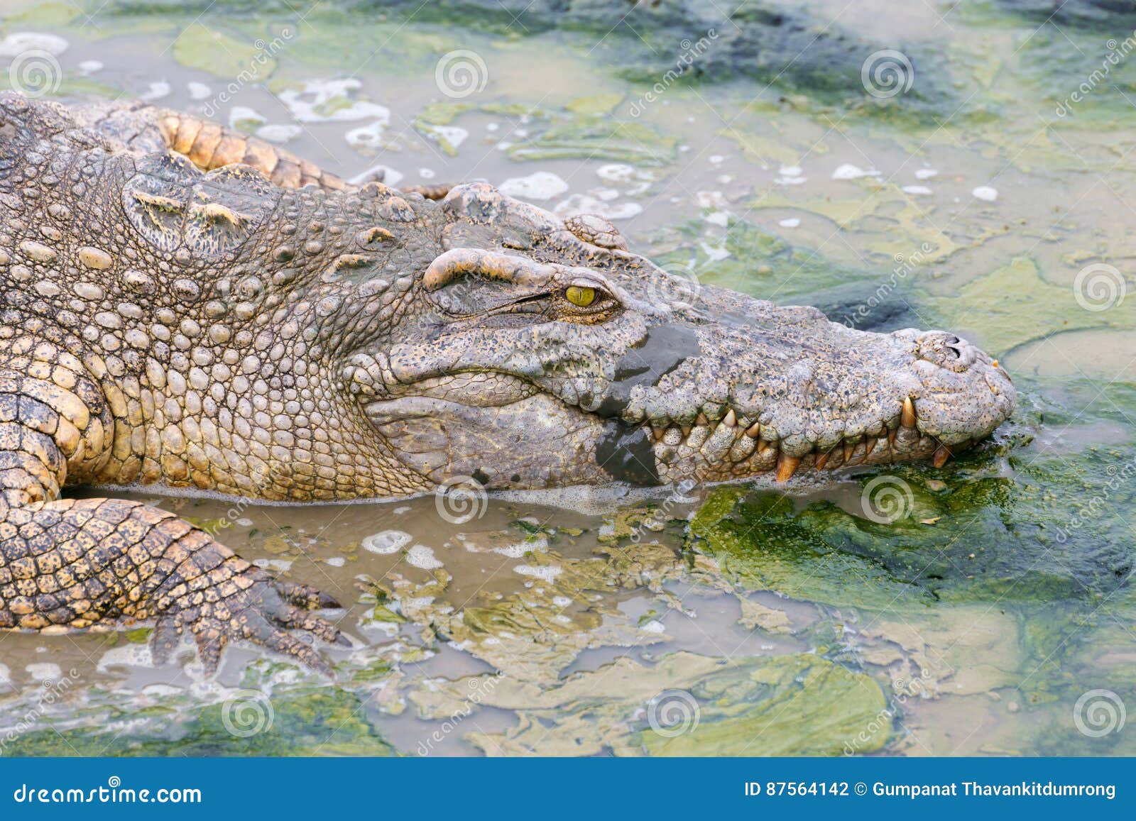 Wildlife Crocodile in the Water. Stock Photo - Image of endangered ...