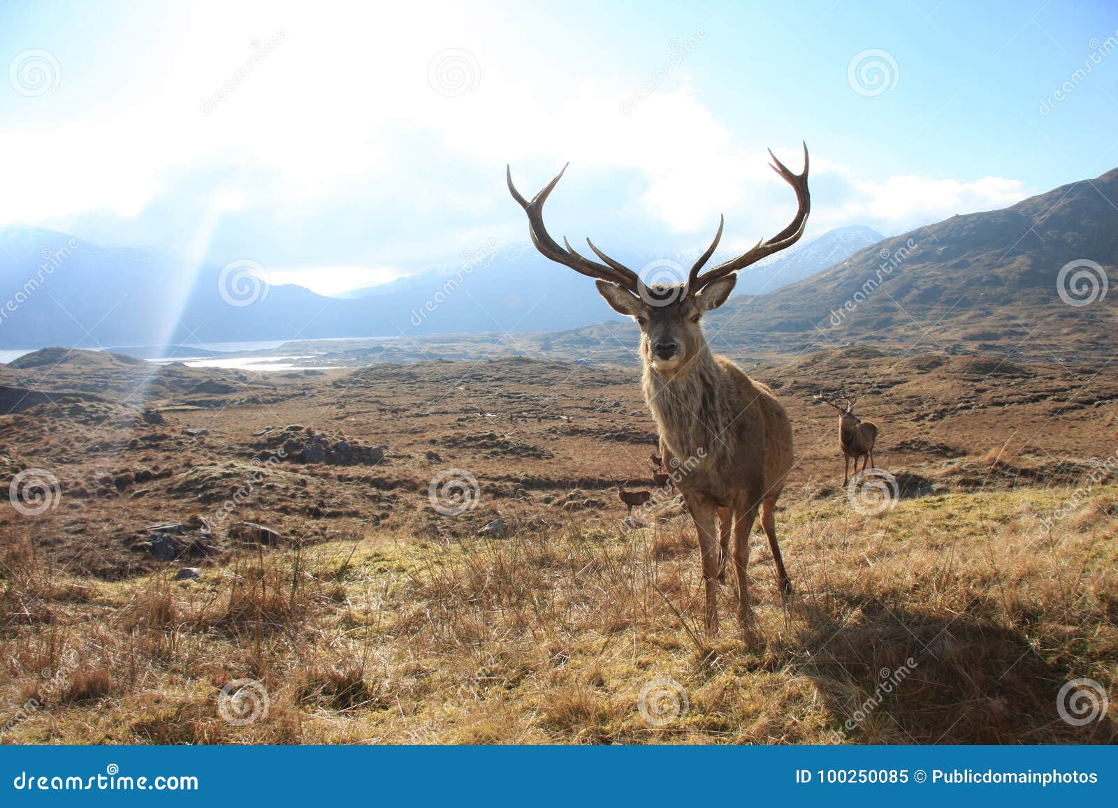 Wildlife, Deer, Ecosystem, Wilderness Picture. Image: 100250085