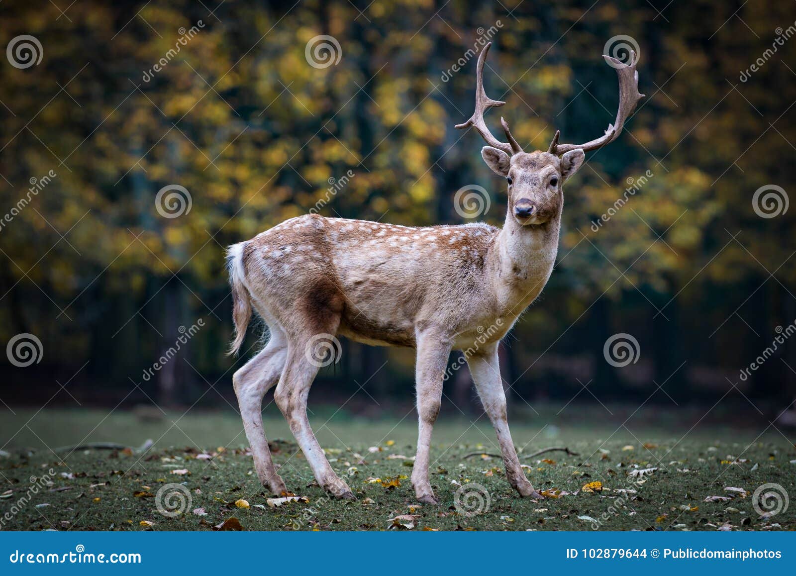 Wildlife, Deer, Fauna, Mammal Picture. Image: 102879644