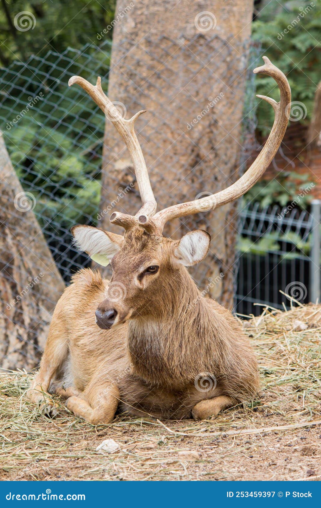 Wildlife of deer in nature stock image. Image of asia - 253459397