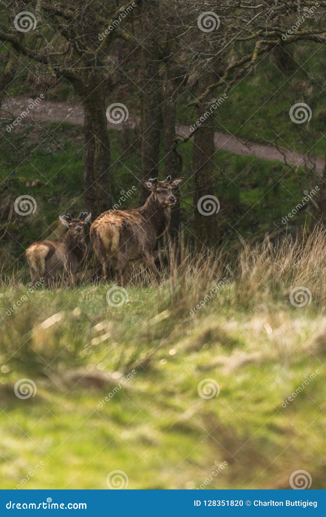 Wildlife Deer Looking Away To the Left Stock Photo - Image of cervus ...