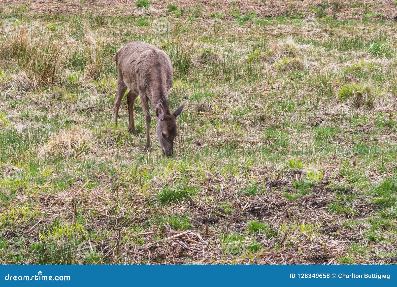 Wildlife Deer eating grass stock photo. Image of natural - 128349658