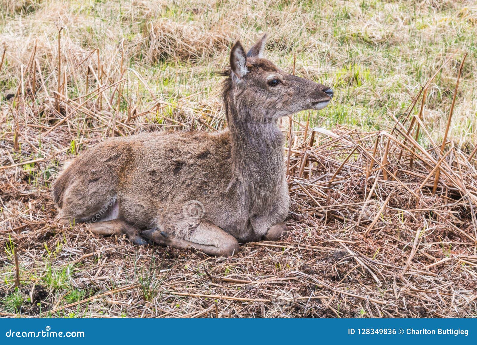 Wildlife Deer Looking Away To the Left Stock Photo - Image of highlands ...