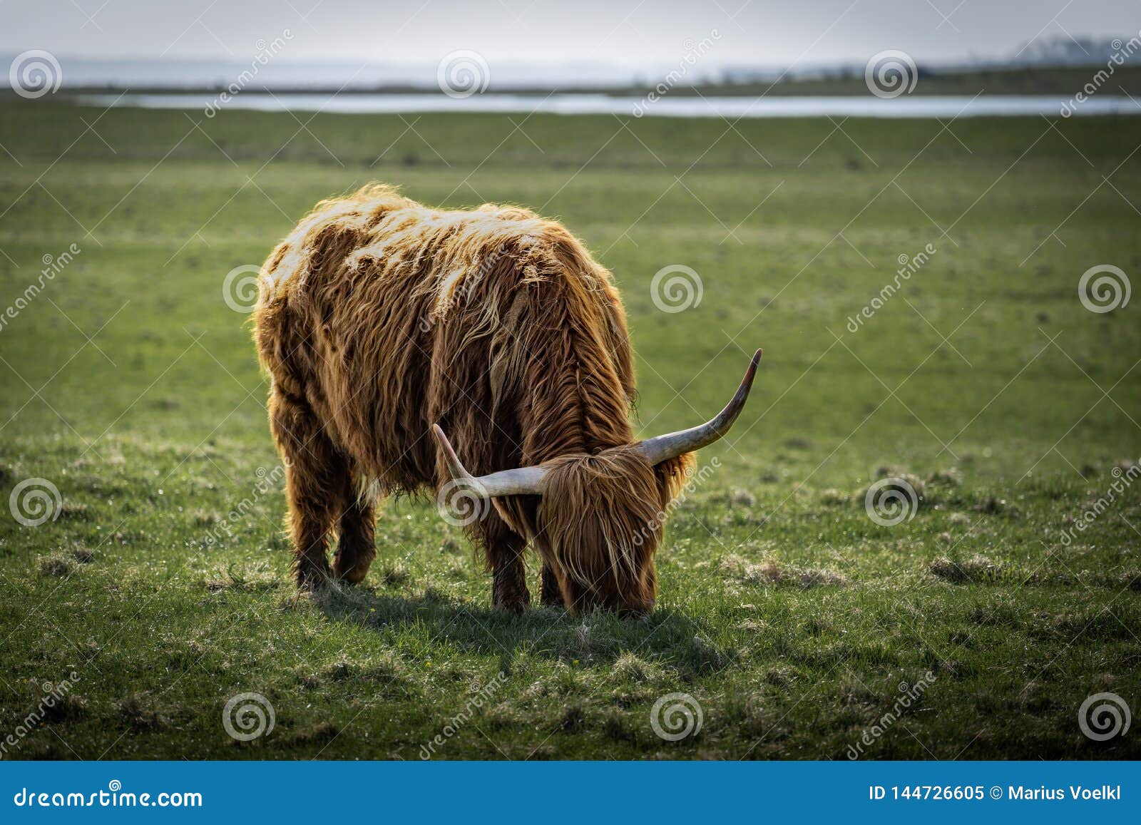 Wildlife in Denmark stock image. Image of wildlife, lonely - 144726605