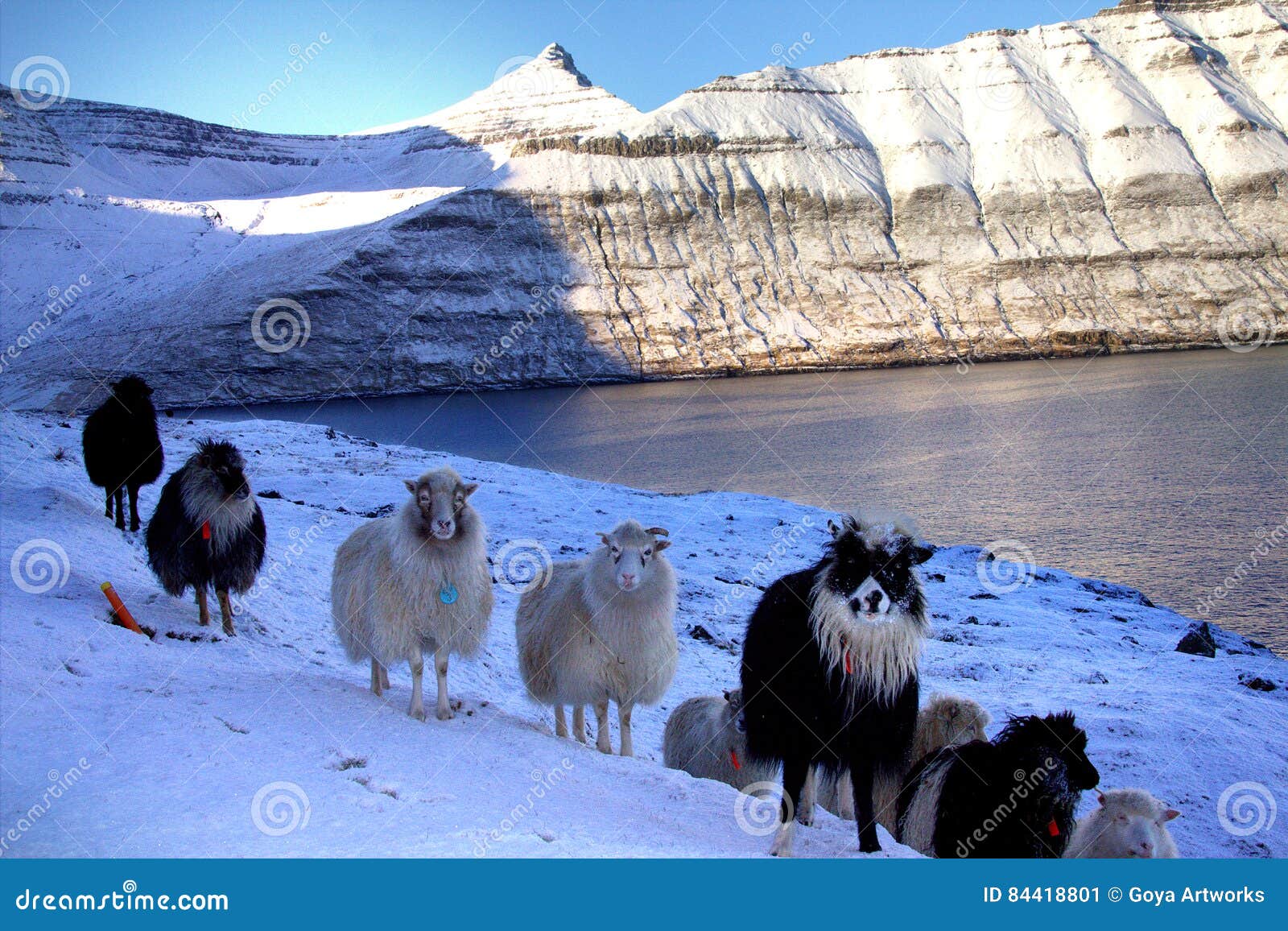 Wildlife in the Faroe Islands Stock Image - Image of green, horizontal ...