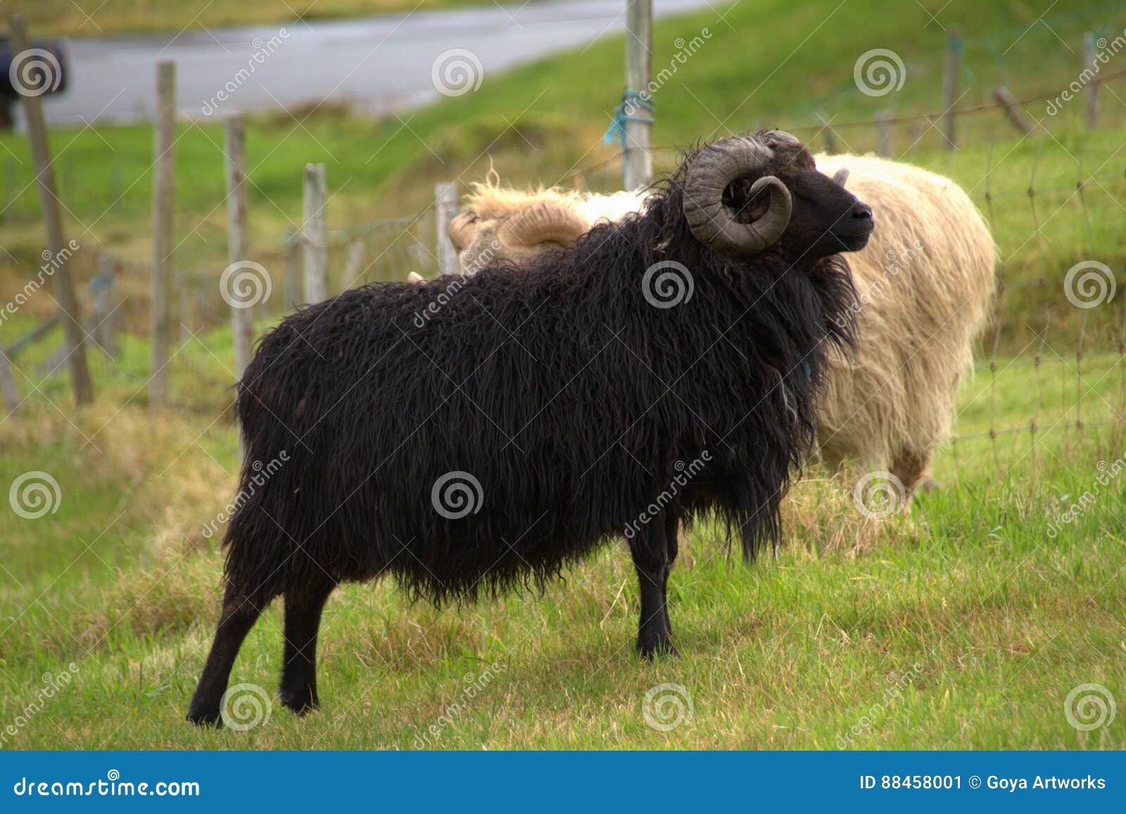 Wildlife in the Faroe Islands Stock Image - Image of brown, farm: 88458001