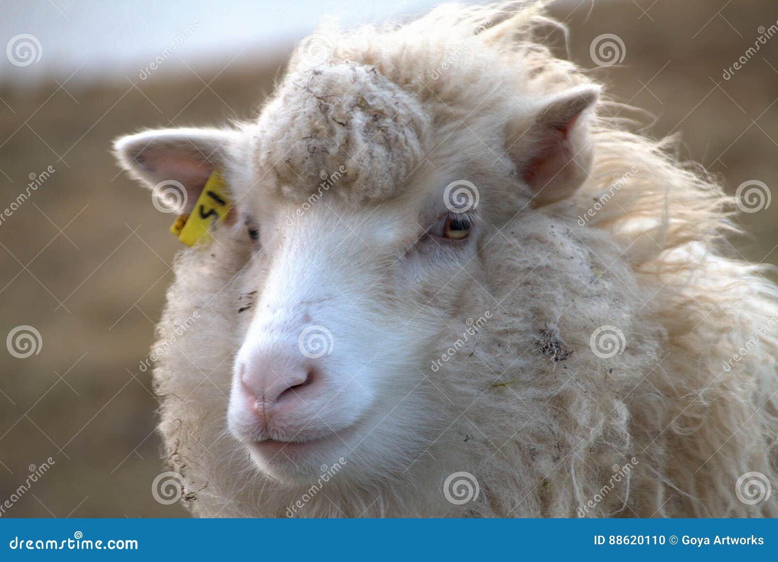 Wildlife in the Faroe Islands Stock Photo - Image of faroe, ocean: 88620110