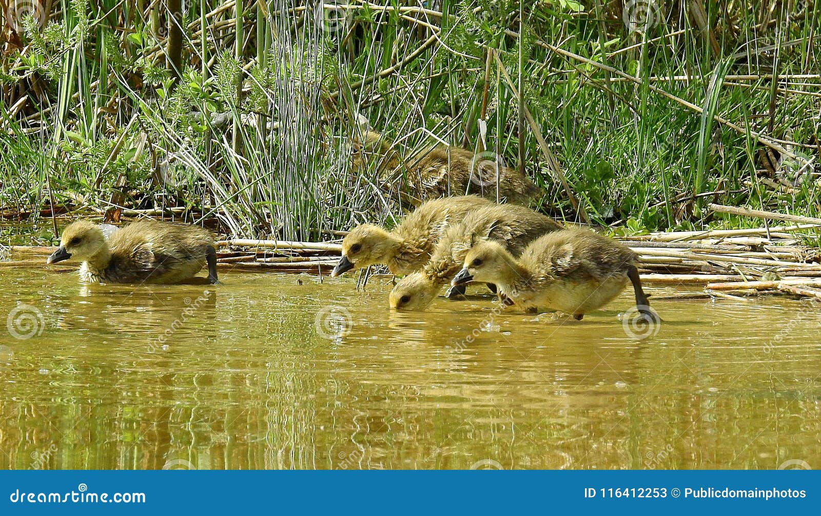 Wildlife, Fauna, Ecosystem, Nature Reserve Picture. Image: 116412253