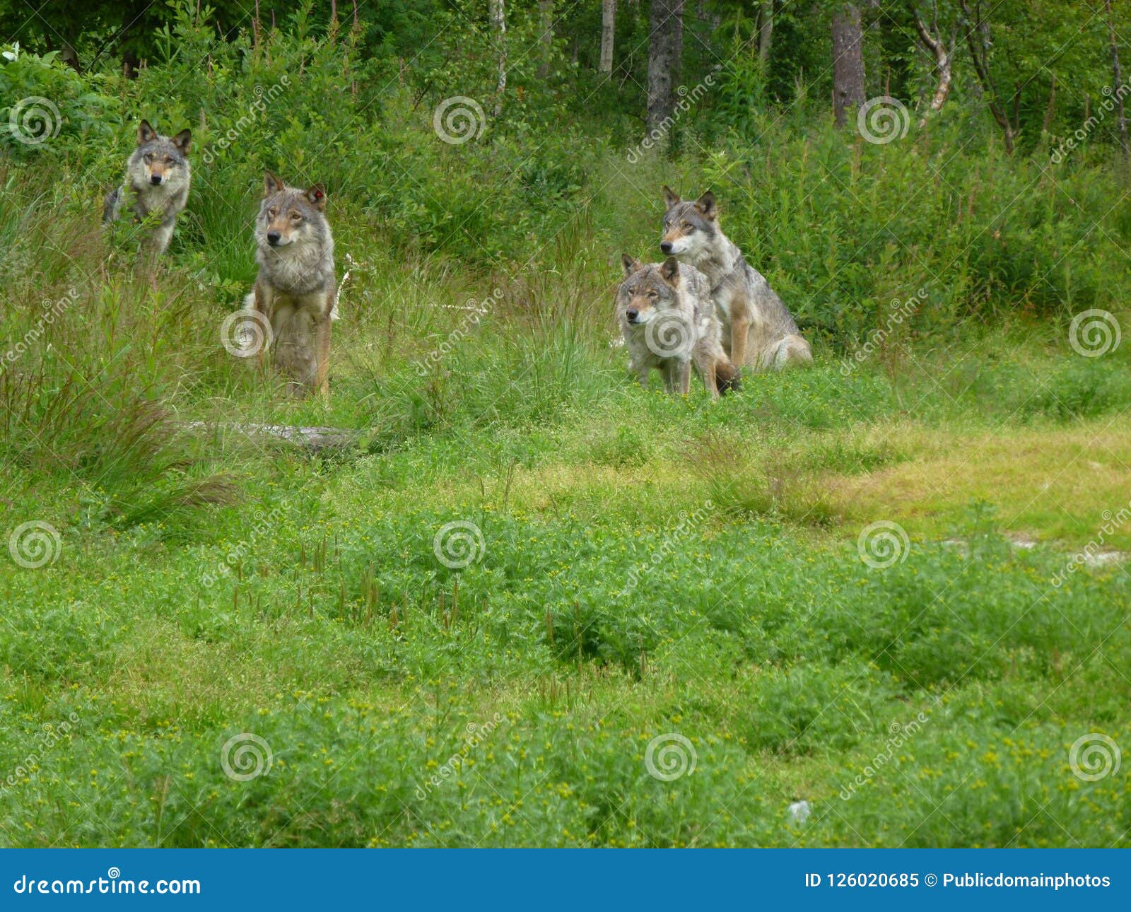 Wildlife, Fauna, Ecosystem, Nature Reserve Picture. Image: 126020685