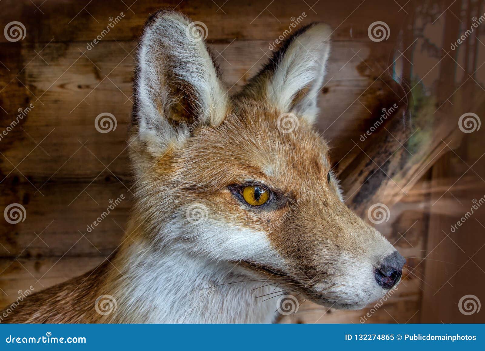 Wildlife, Fauna, Mammal, Fox Picture. Image: 132274865
