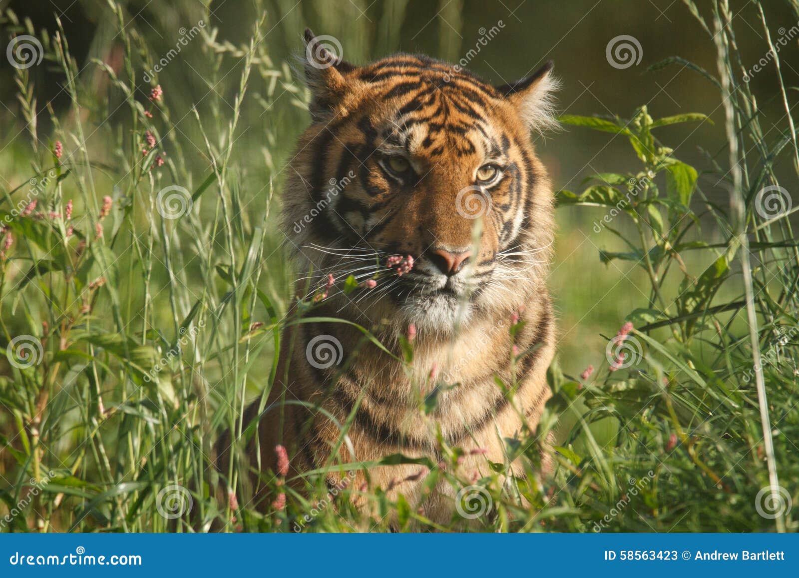 Wildlife, Female Sumatran Tiger Stock Image - Image of young, animal ...