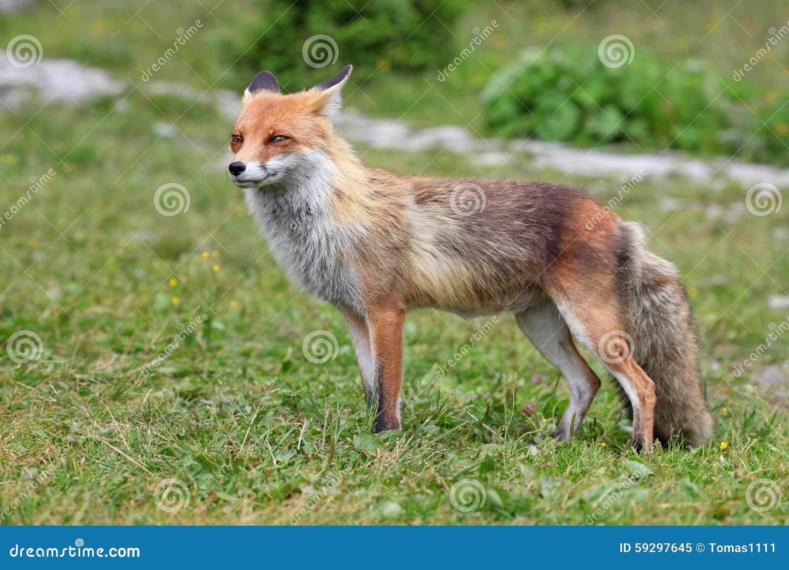 Wildlife fox stock image. Image of white, portrait, isolated - 59297645