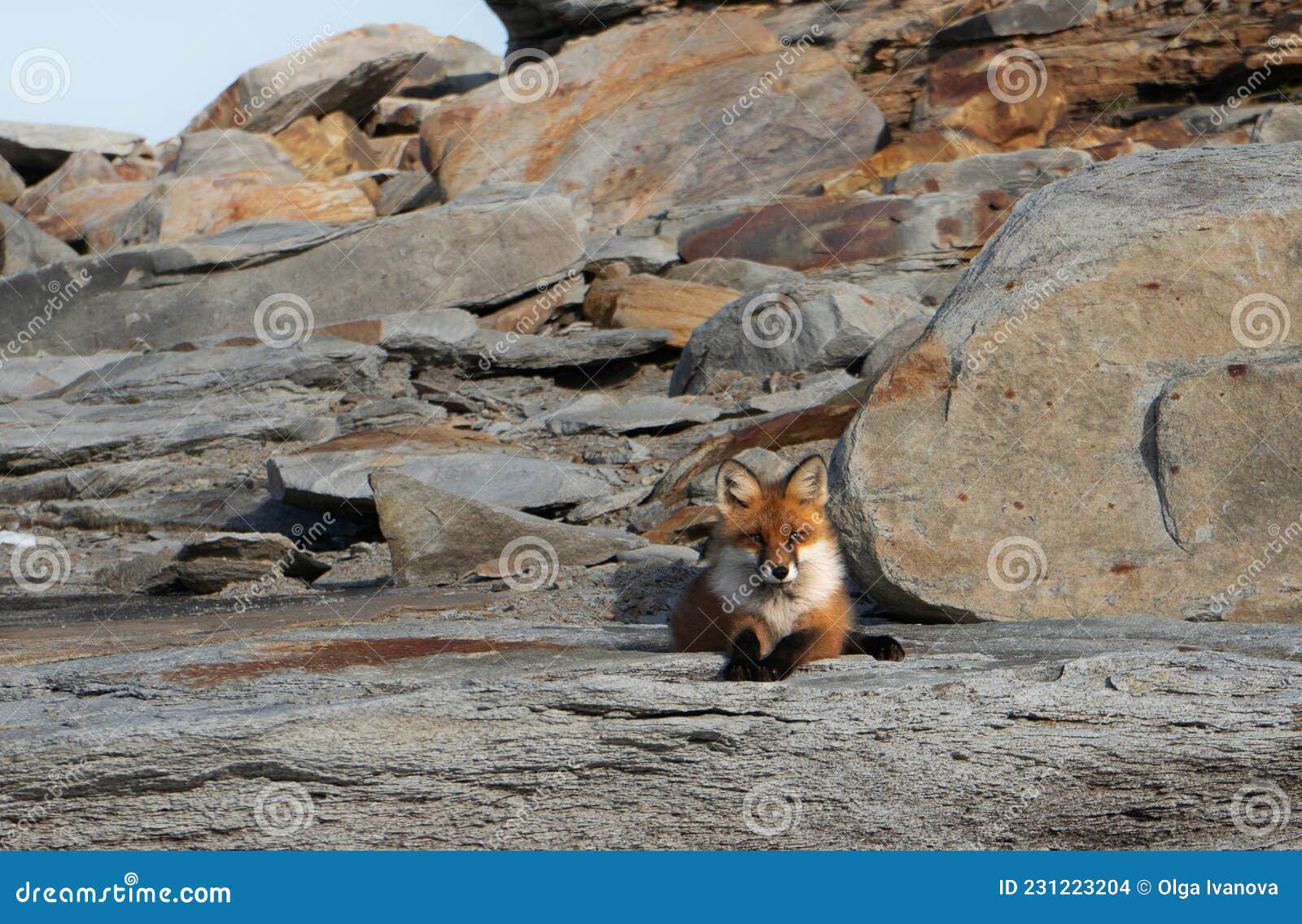 Portrait of a Beautiful Red Fox Lying on the Stones Stock Photo - Image ...