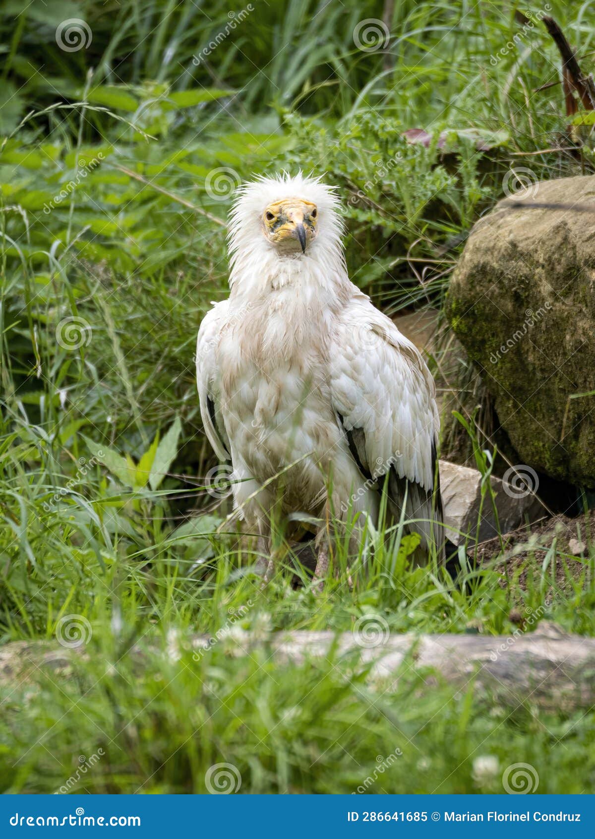Wildlife at GaiaZOO in Kerkrade Netherlands Stock Image - Image of ...