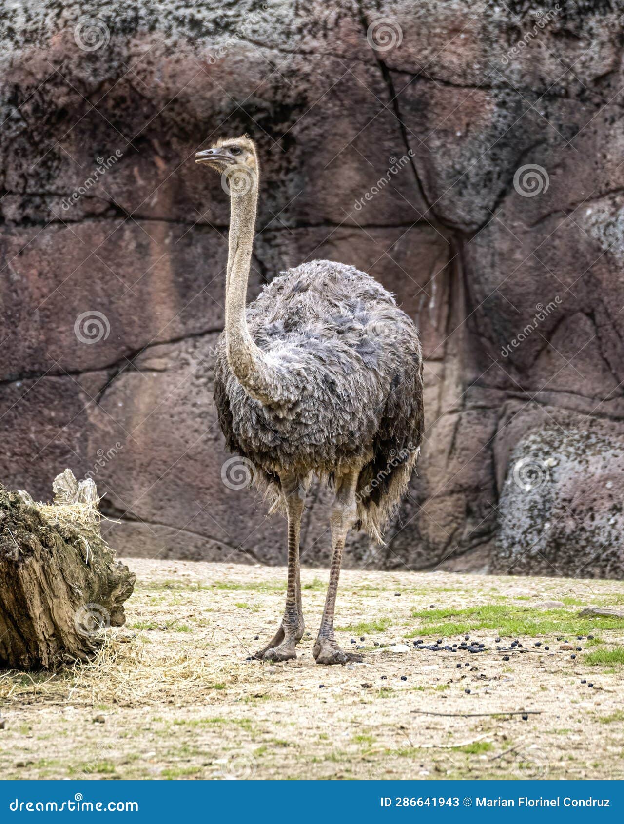 Wildlife at GaiaZOO in Kerkrade Netherlands Stock Image - Image of ...