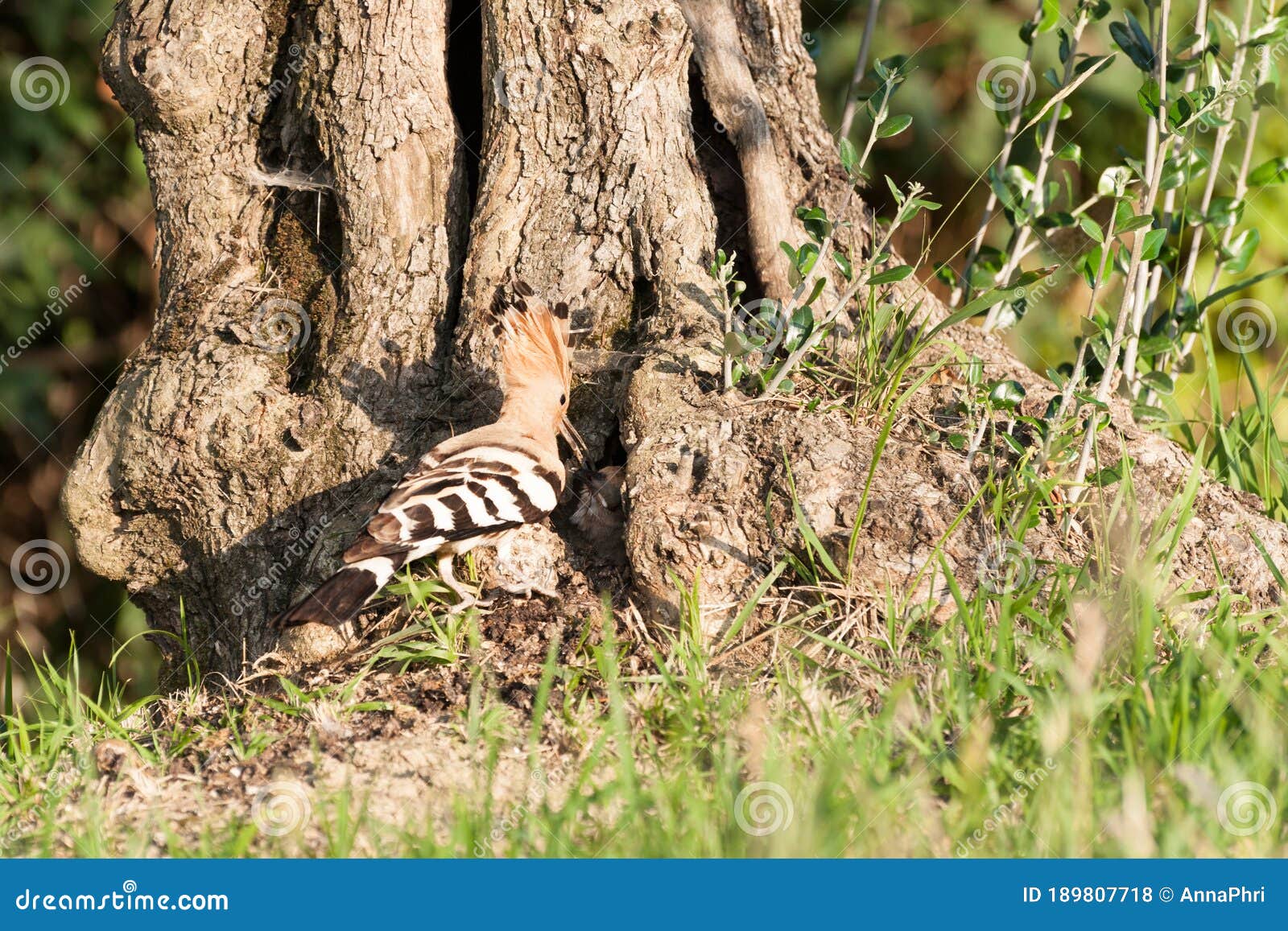 Wildlife. Hoopoe that Feeds Its Young in the Nest Stock Photo - Image ...
