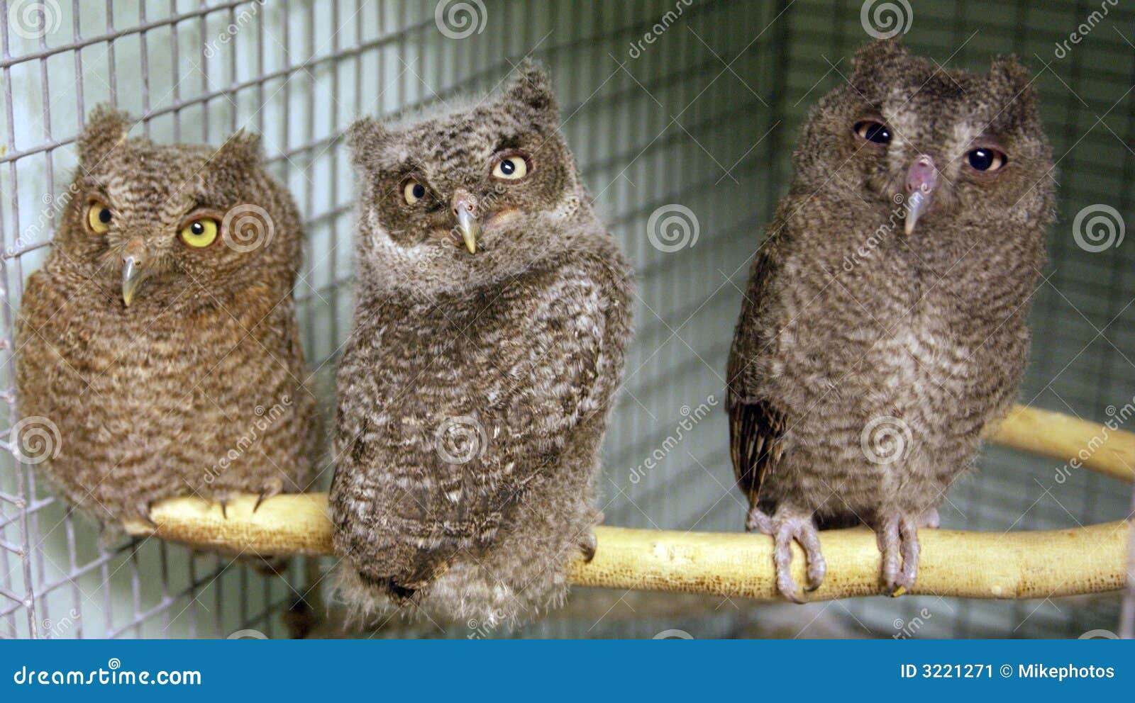 Wildlife hospital stock image. Image of injuried, wildlife - 3221271