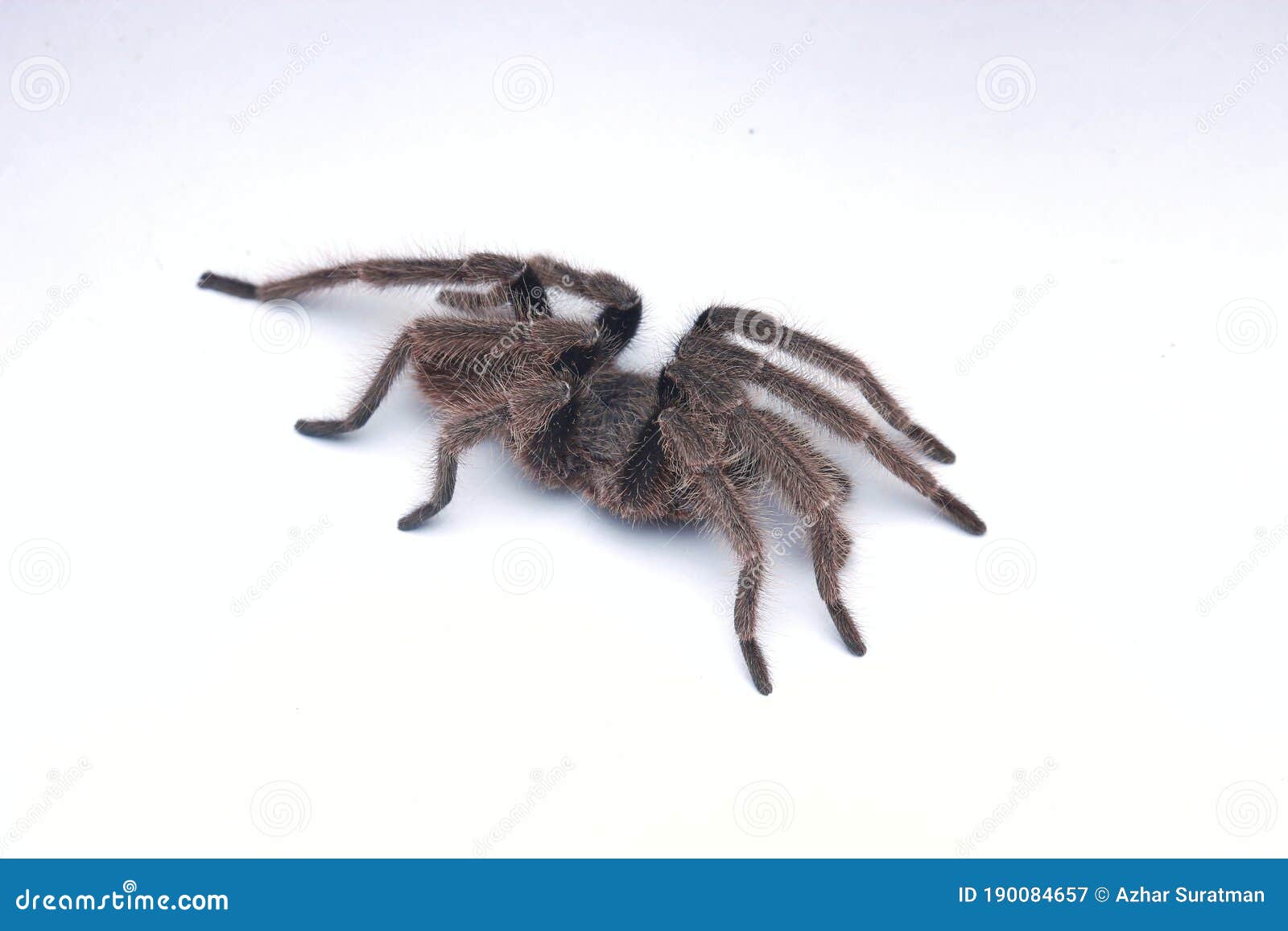 2,393 Tarantula White Background Photos - Free & Royalty-Free Stock ...